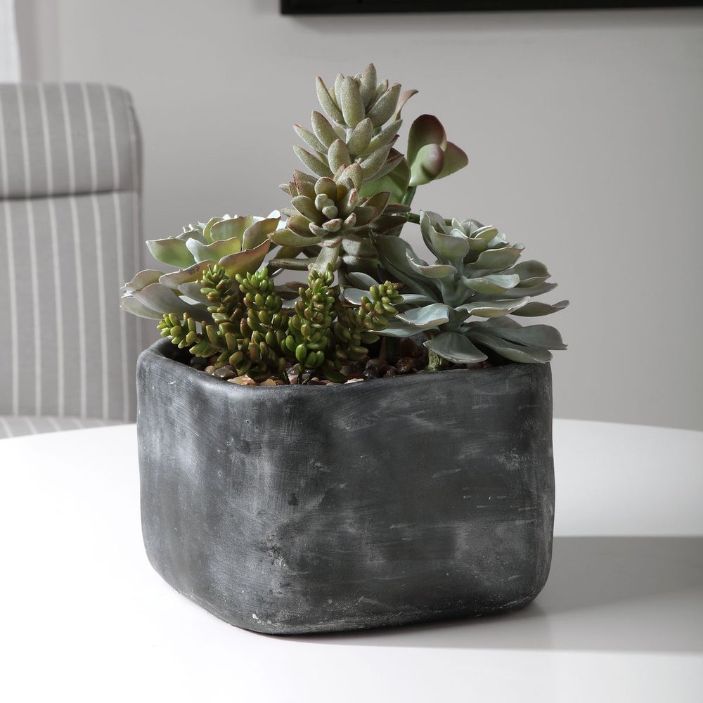 Alverio Succulent – Elevated Living Interiors